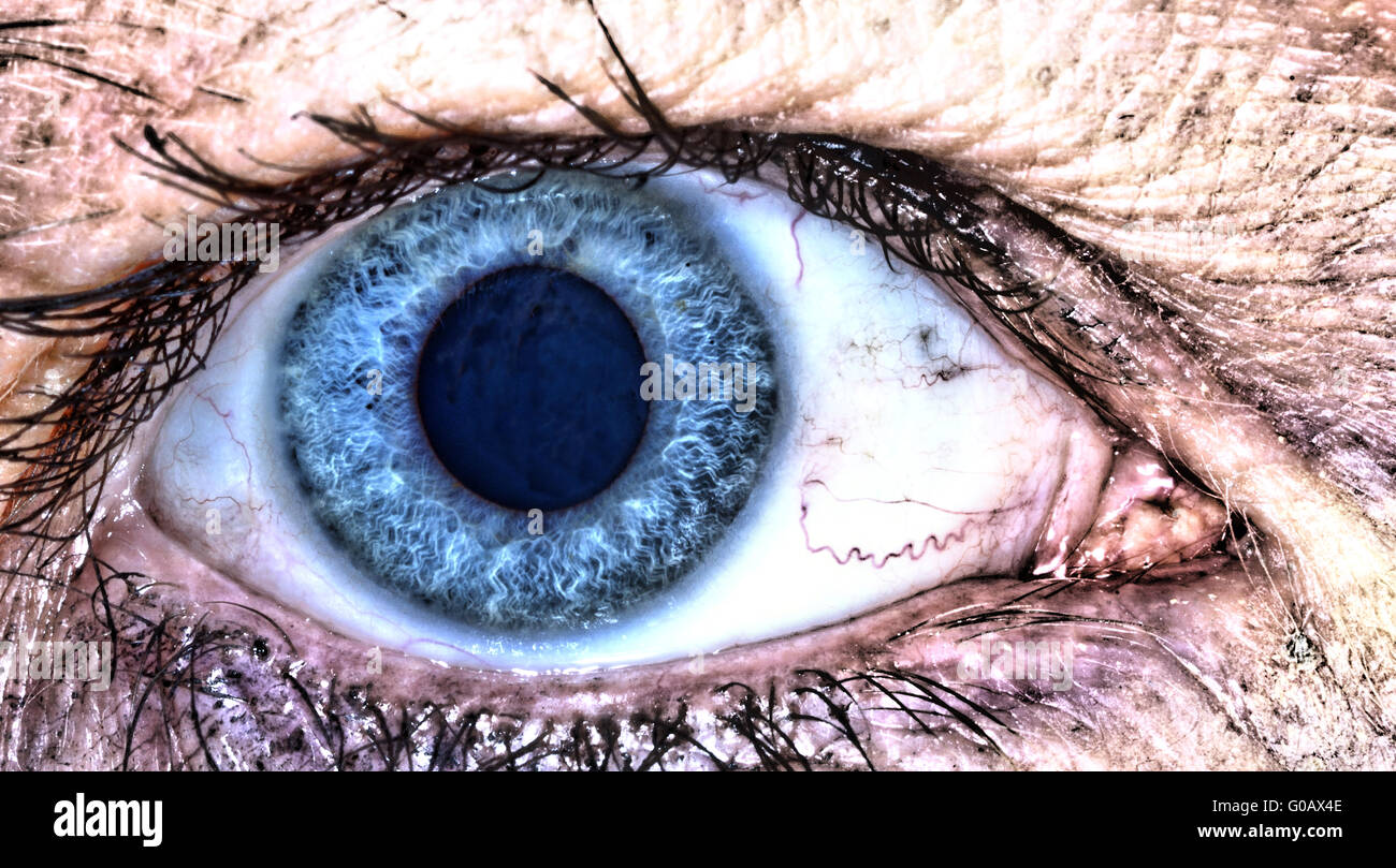 Blaue augen makro hi-res stock photography and images - Alamy