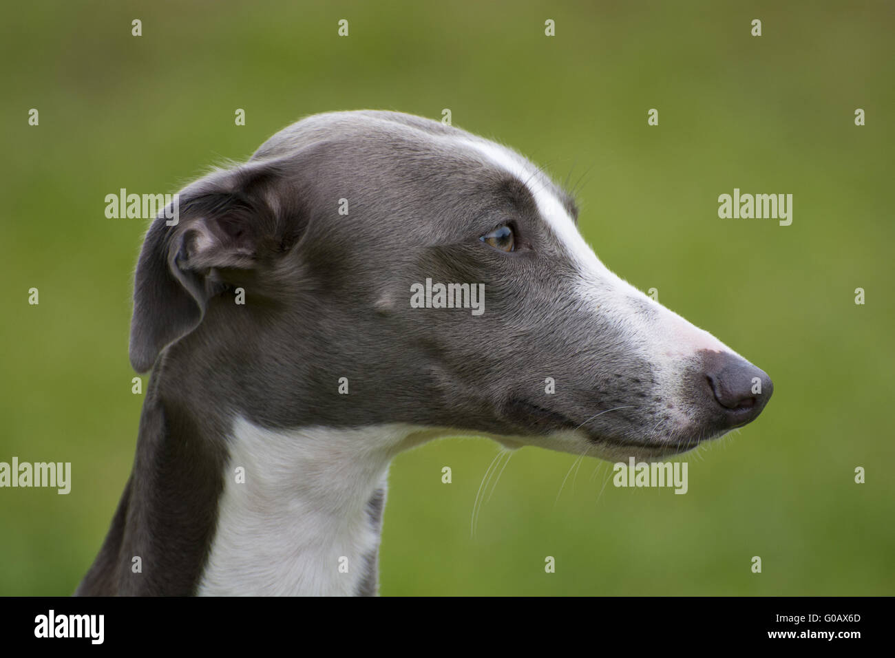 Blue whippet hi-res stock photography and images - Alamy