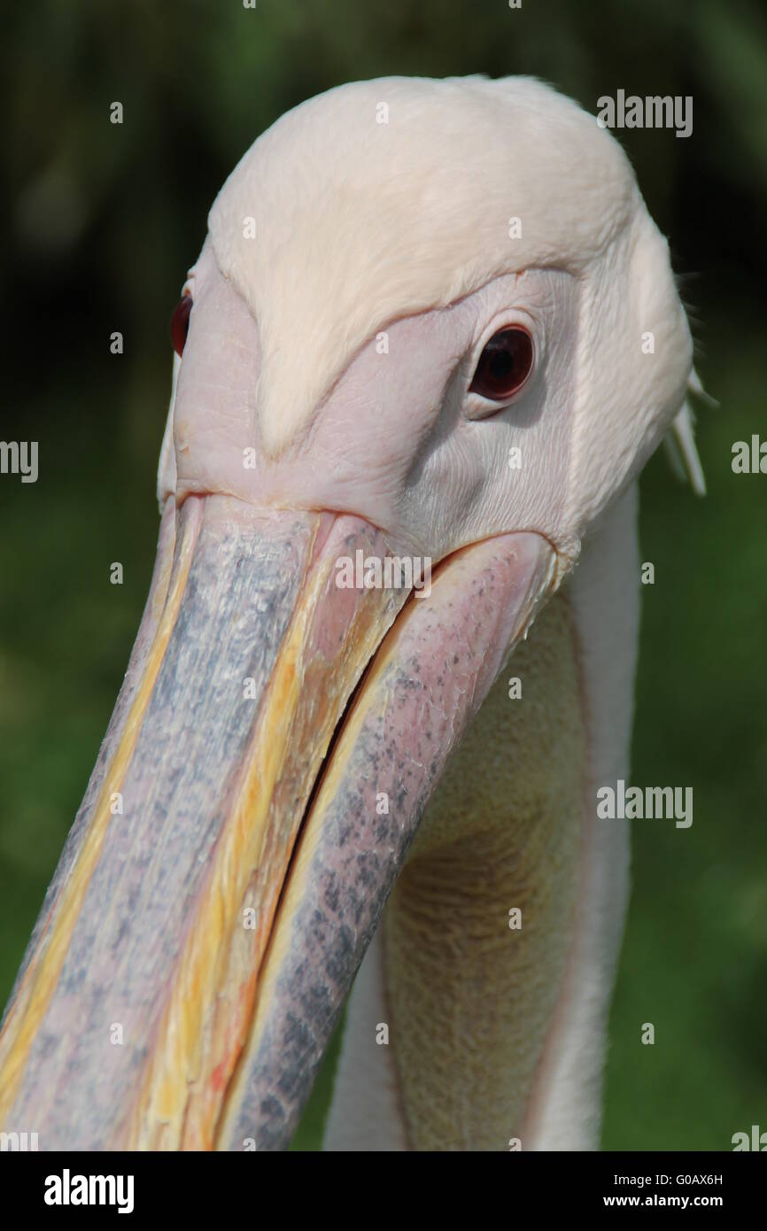 A pelican head as a portrait photo Stock Photo - Alamy