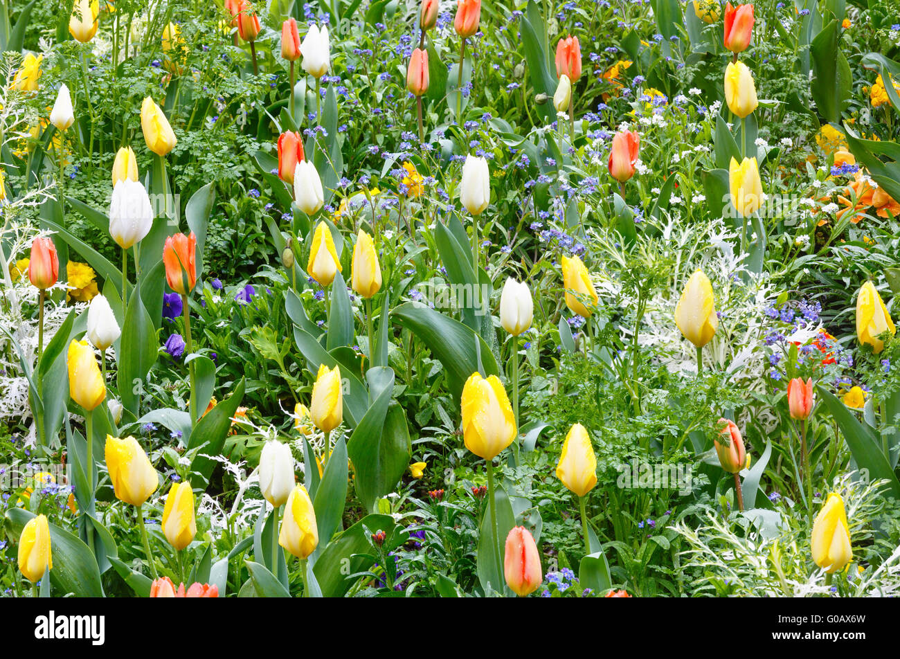Beautiful varicolored tulips. Nature background Stock Photo - Alamy