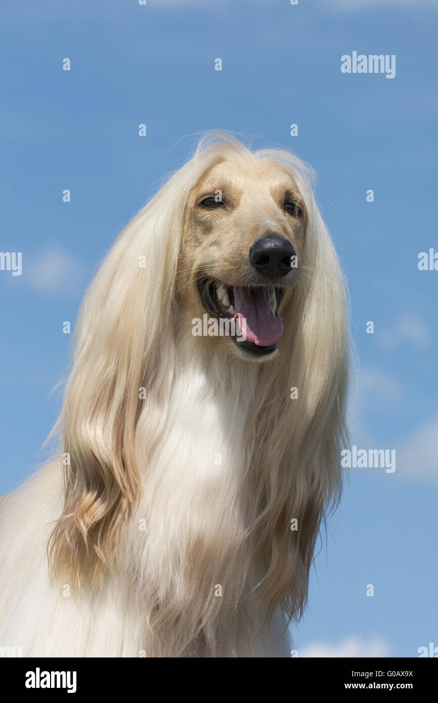 Afghan hound hounds hi-res stock photography and images - Alamy