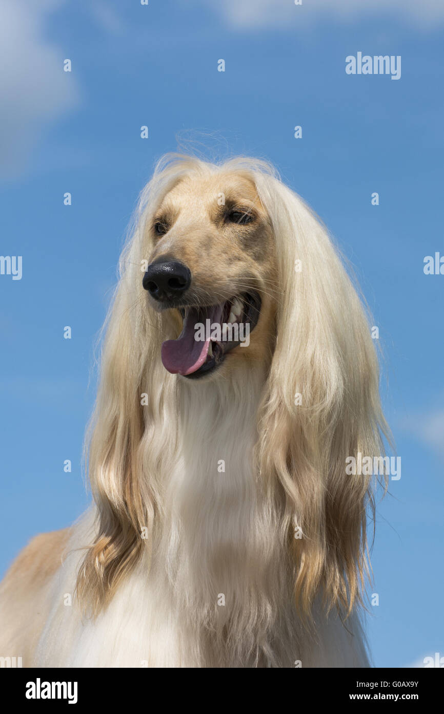 Afghane afghanischer windhund hund hi-res stock photography and images ...