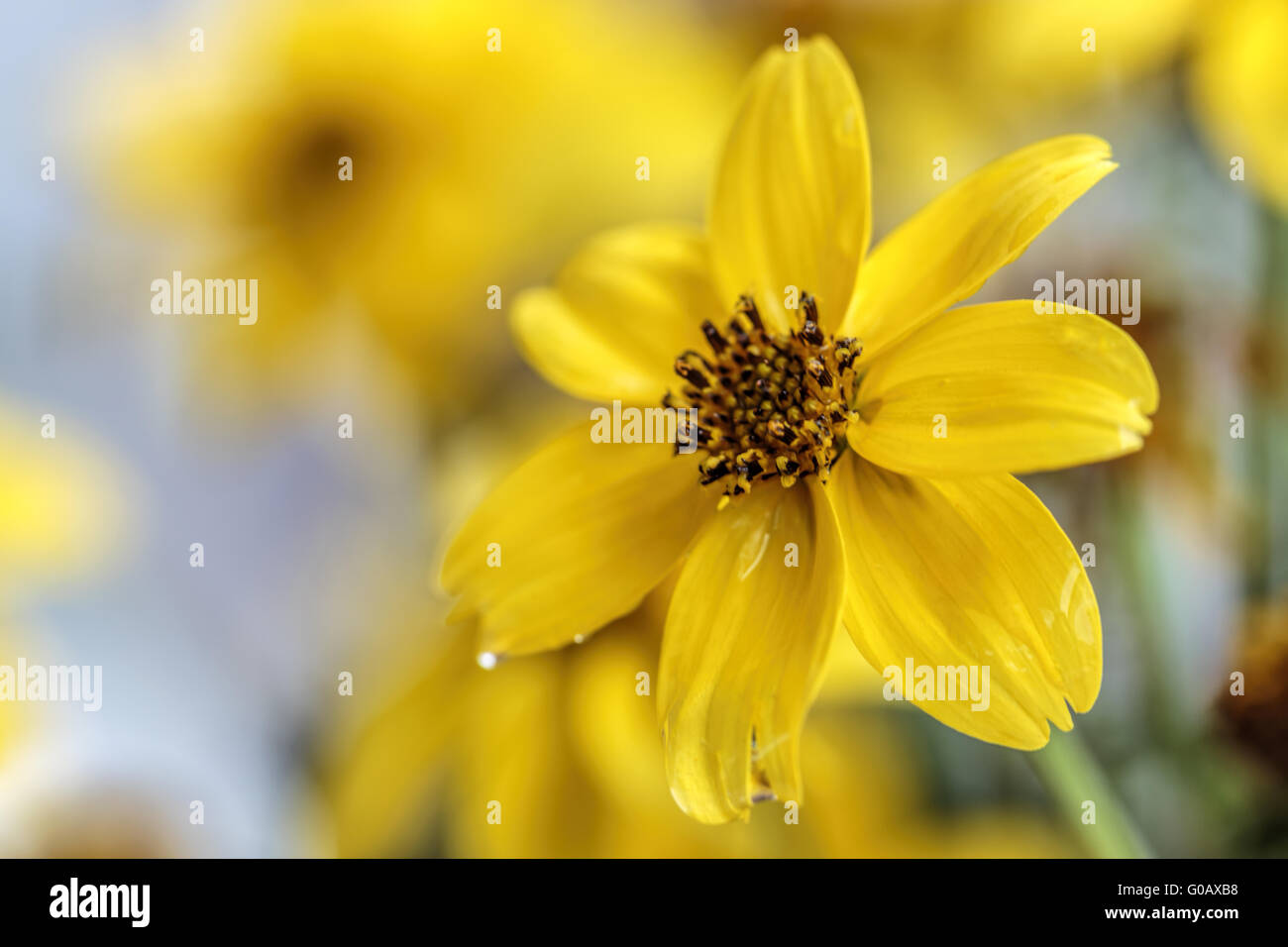 Cute Yellow Flower Stock Photo - Alamy