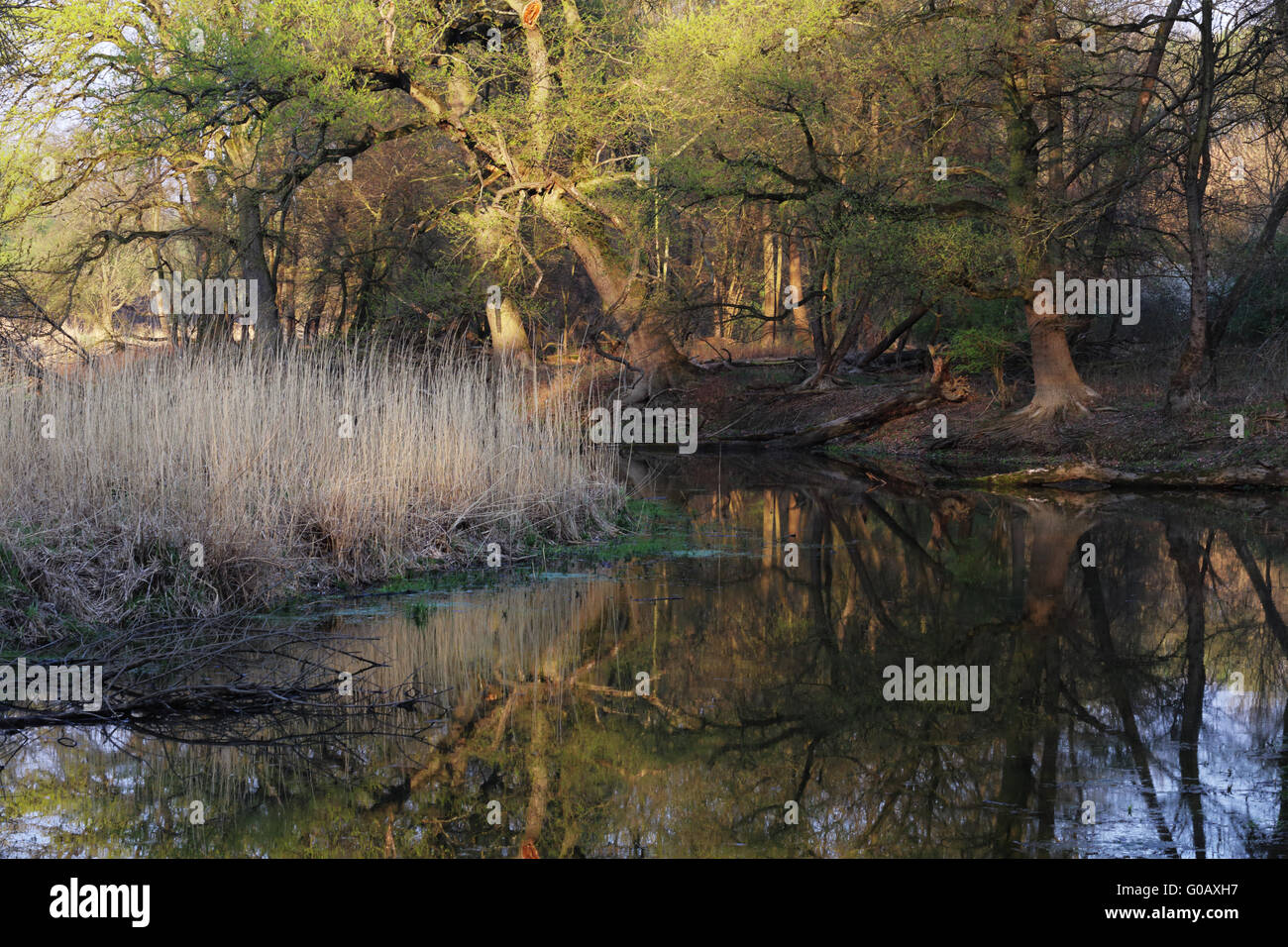 Danube Floodplain Forest National Park, Austria Stock Photo - Alamy
