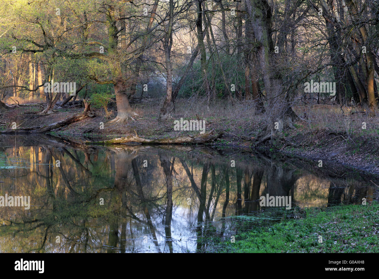 Danube Floodplain Forest National Park, Austria Stock Photo - Alamy