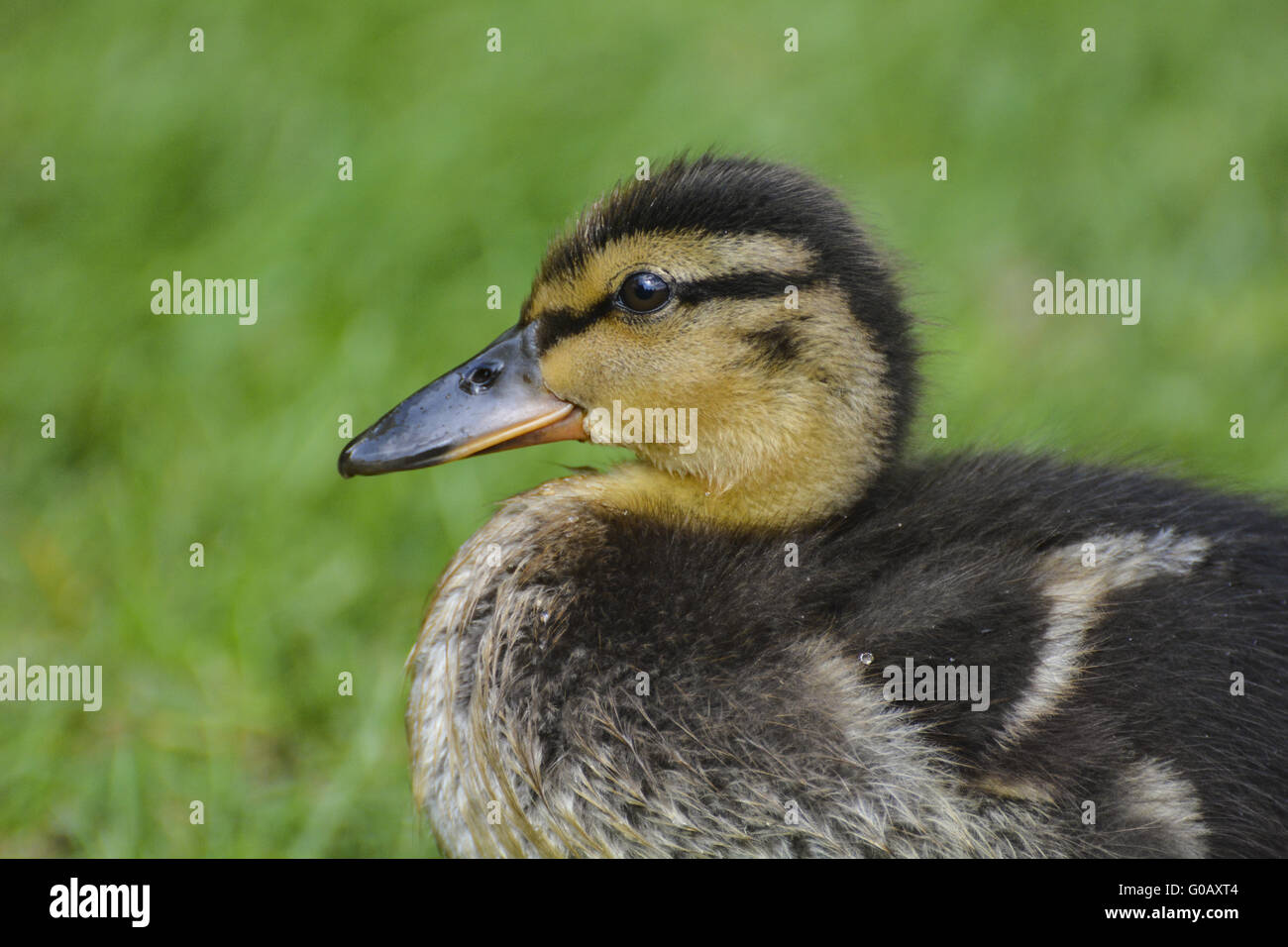 Kopf auf ente hi-res stock photography and images - Alamy
