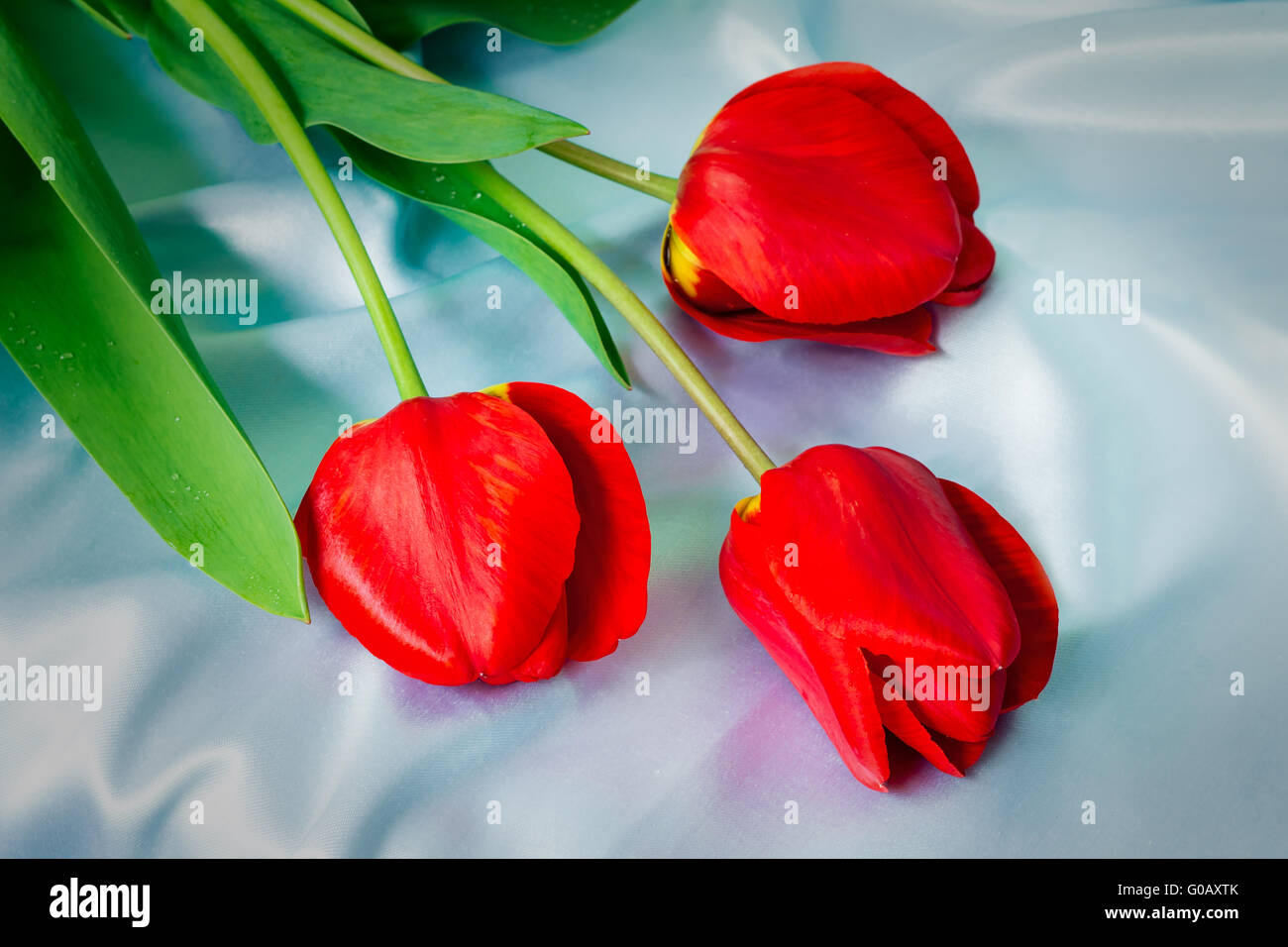 Three bright red tulips against blue silk Stock Photo - Alamy
