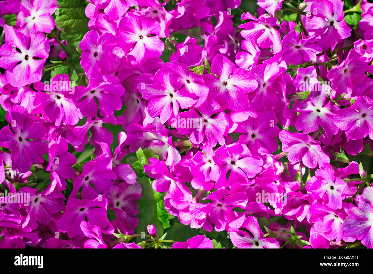Bright pink flowers hi-res stock photography and images - Alamy