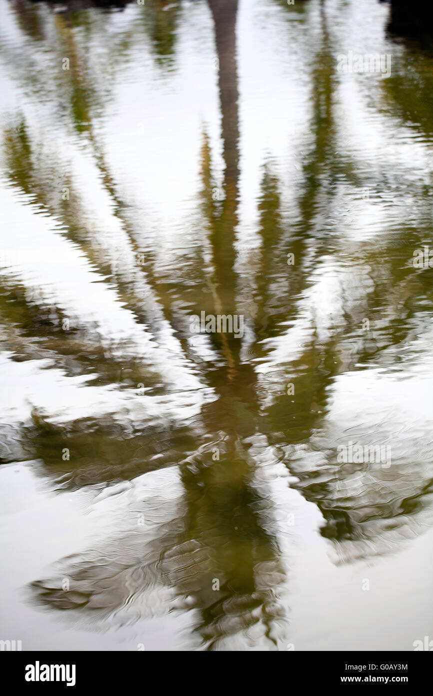 Palm tree fronds and trunk reflection in water Stock Photo - Alamy