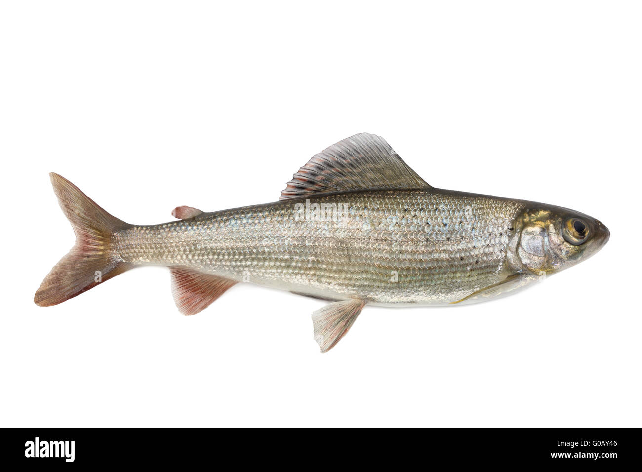 Grayling fish Cut Out Stock Images & Pictures - Alamy
