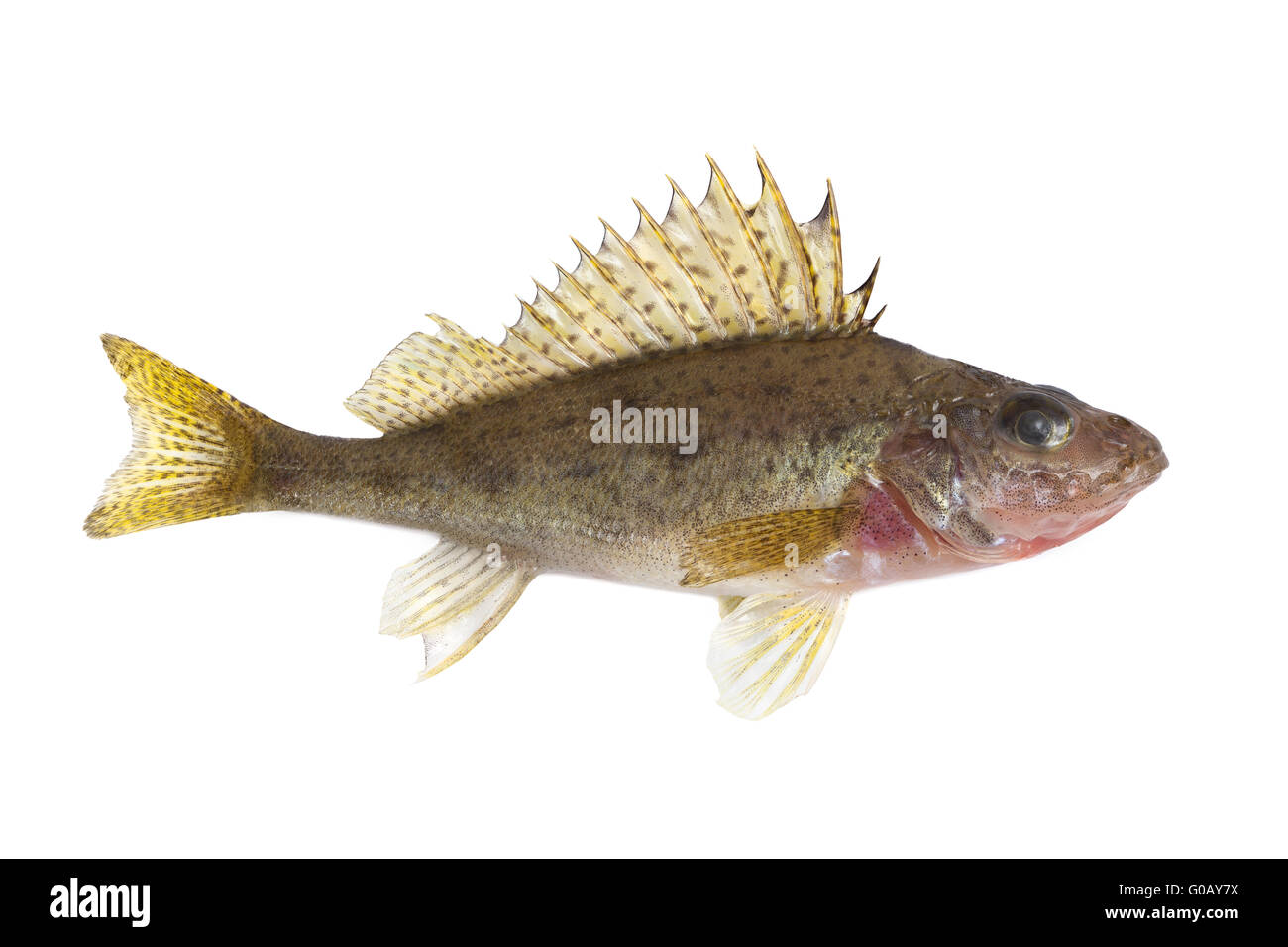 Scale fish Cut Out Stock Images & Pictures - Alamy