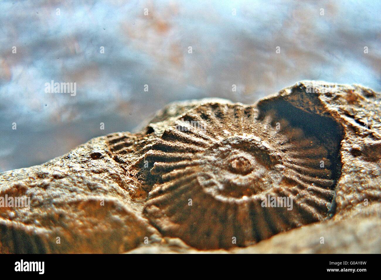 Animals fossils hi-res stock photography and images - Alamy