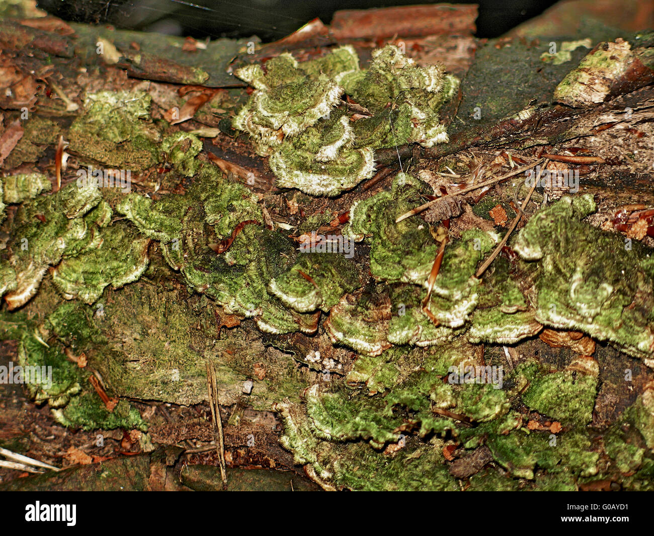 Symbiotic community hi-res stock photography and images - Alamy