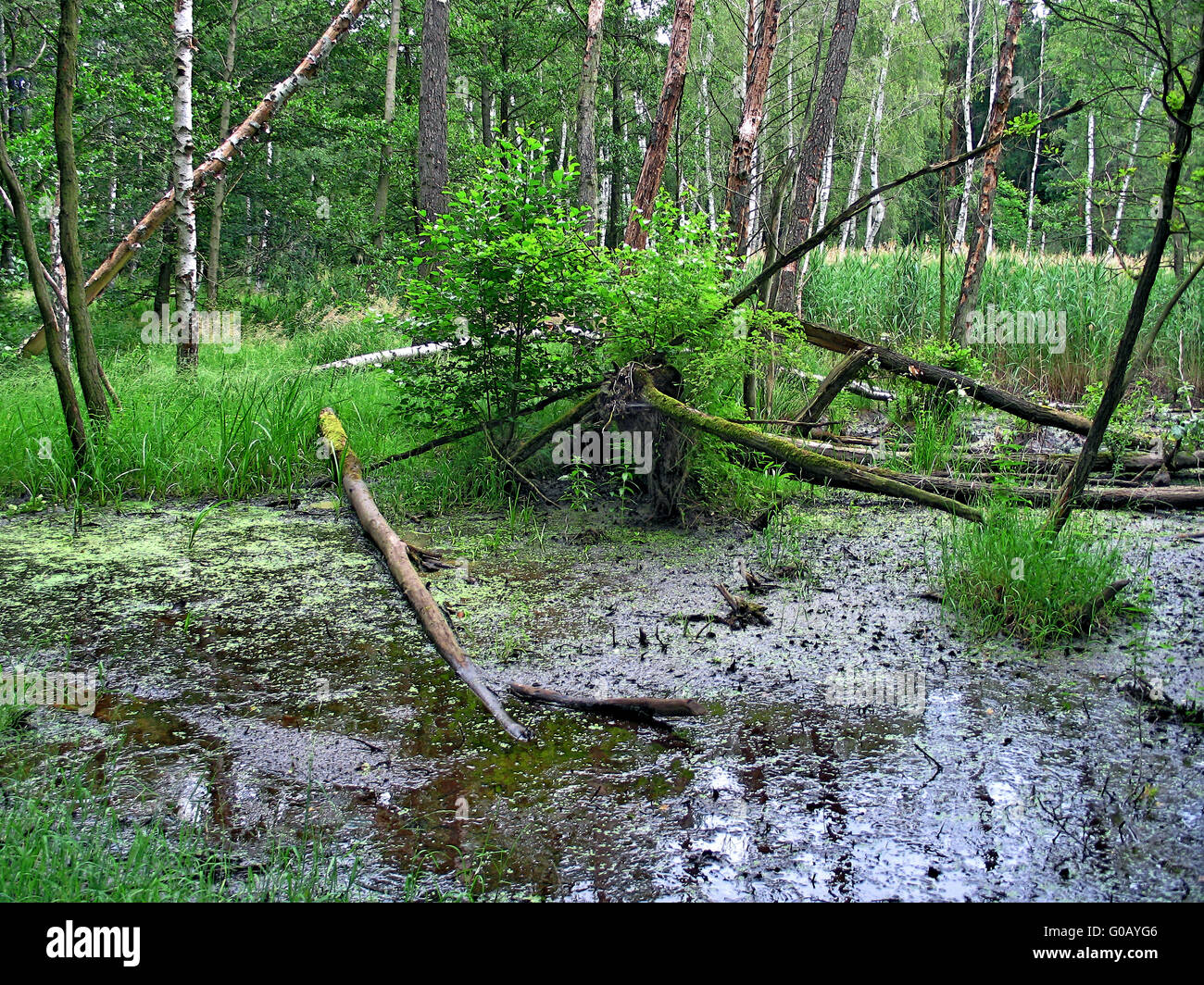 Swamp trees hi-res stock photography and images - Alamy