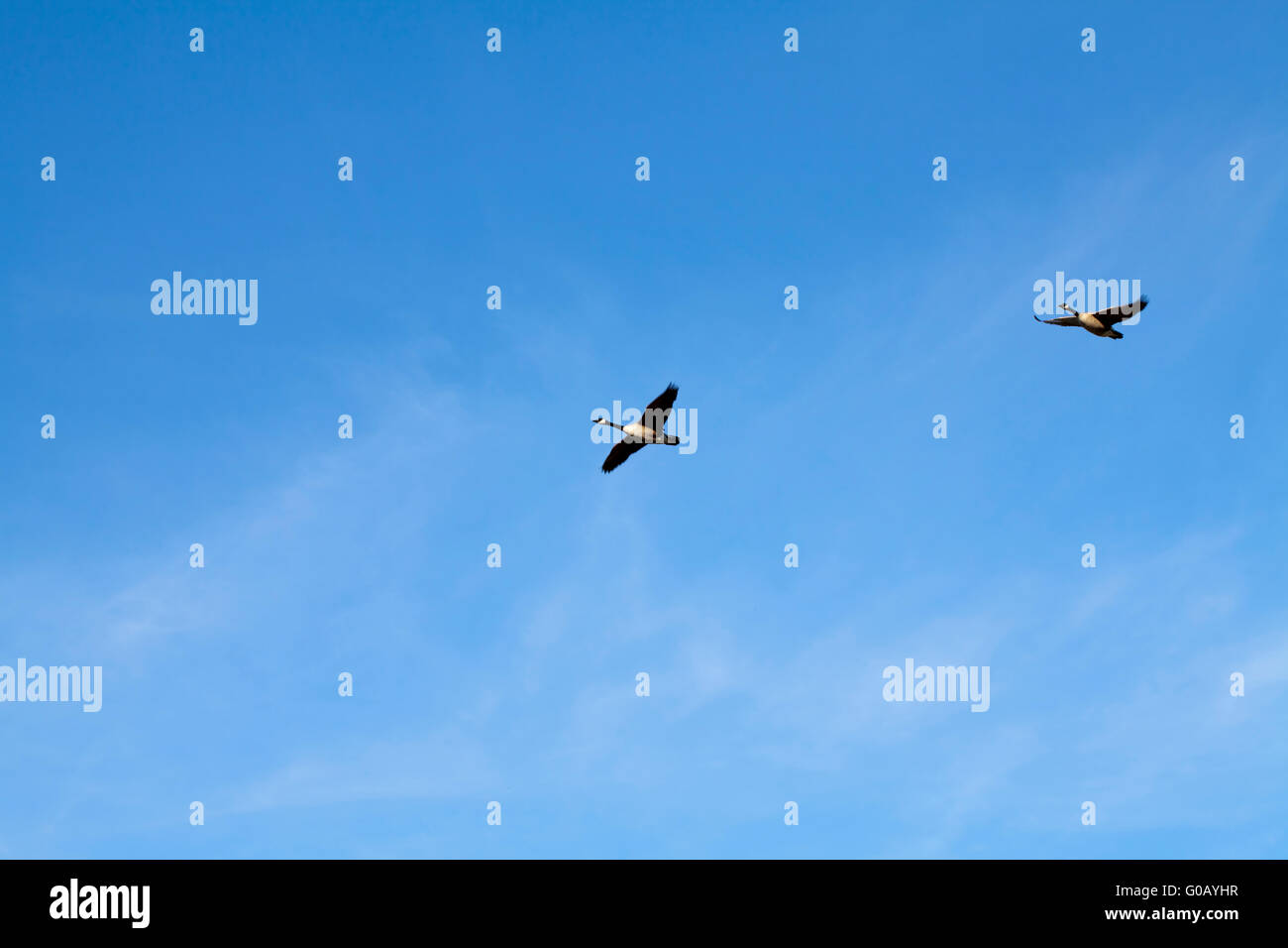 Two Geese Flying in Blue Sky Light Clouds Stock Photo - Alamy