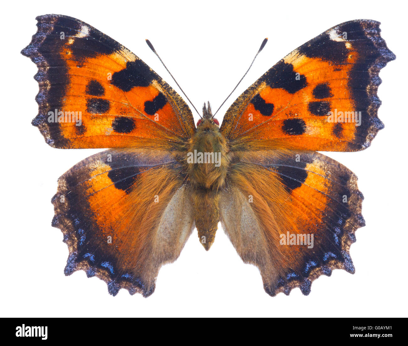 Small bright orange butterfly Cut Out Stock Images & Pictures - Alamy