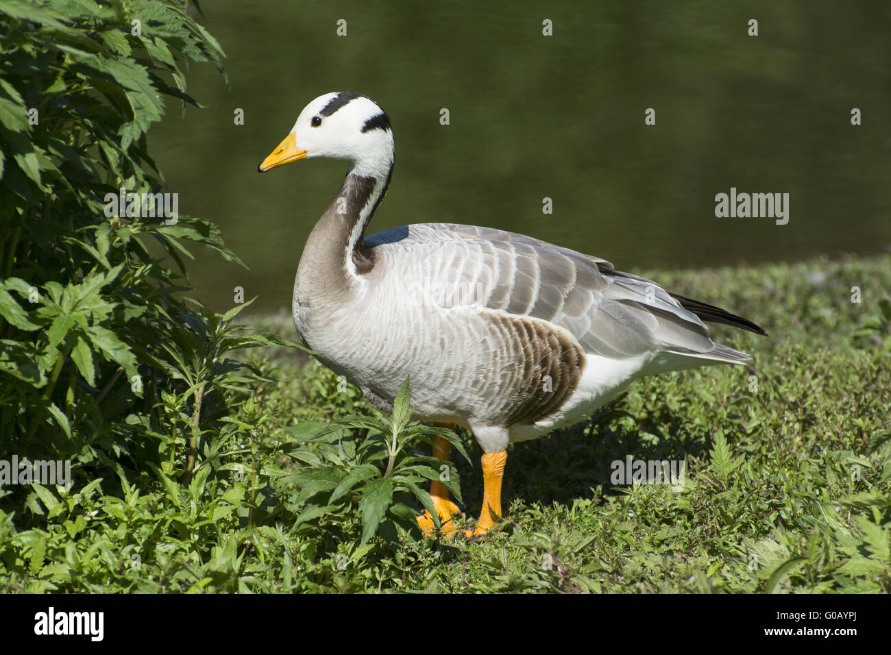Indian goose hi-res stock photography and images - Alamy