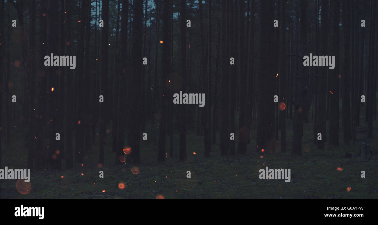 fire sparks slowly rise in front of night forest Stock Photo - Alamy