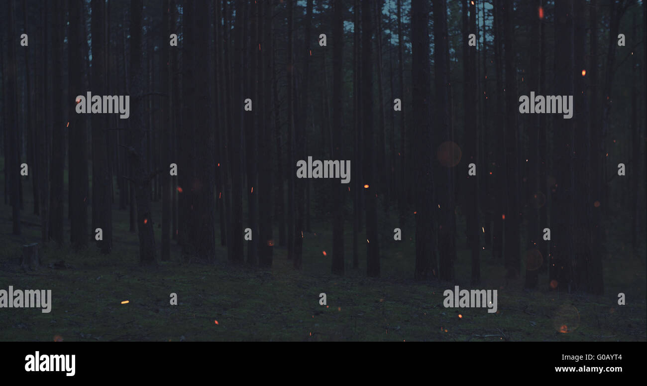fire sparks slowly rise in front of night forest Stock Photo - Alamy