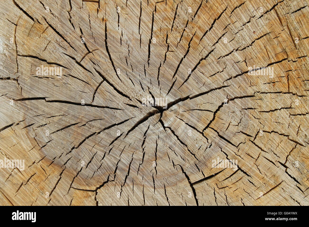 Wood texture of cutted tree trunk Stock Photo - Alamy