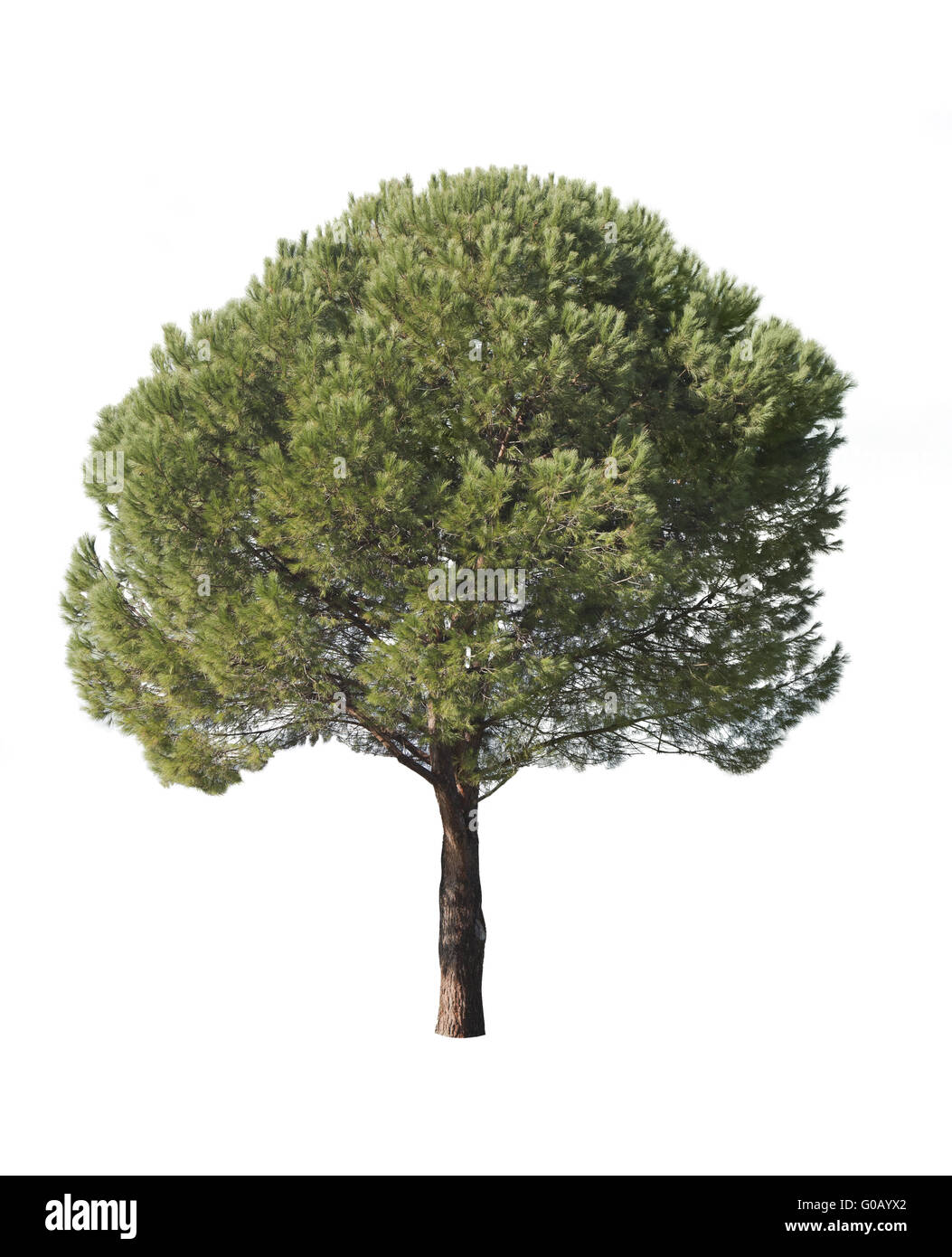 Coniferous tree isolated over white background Stock Photo - Alamy