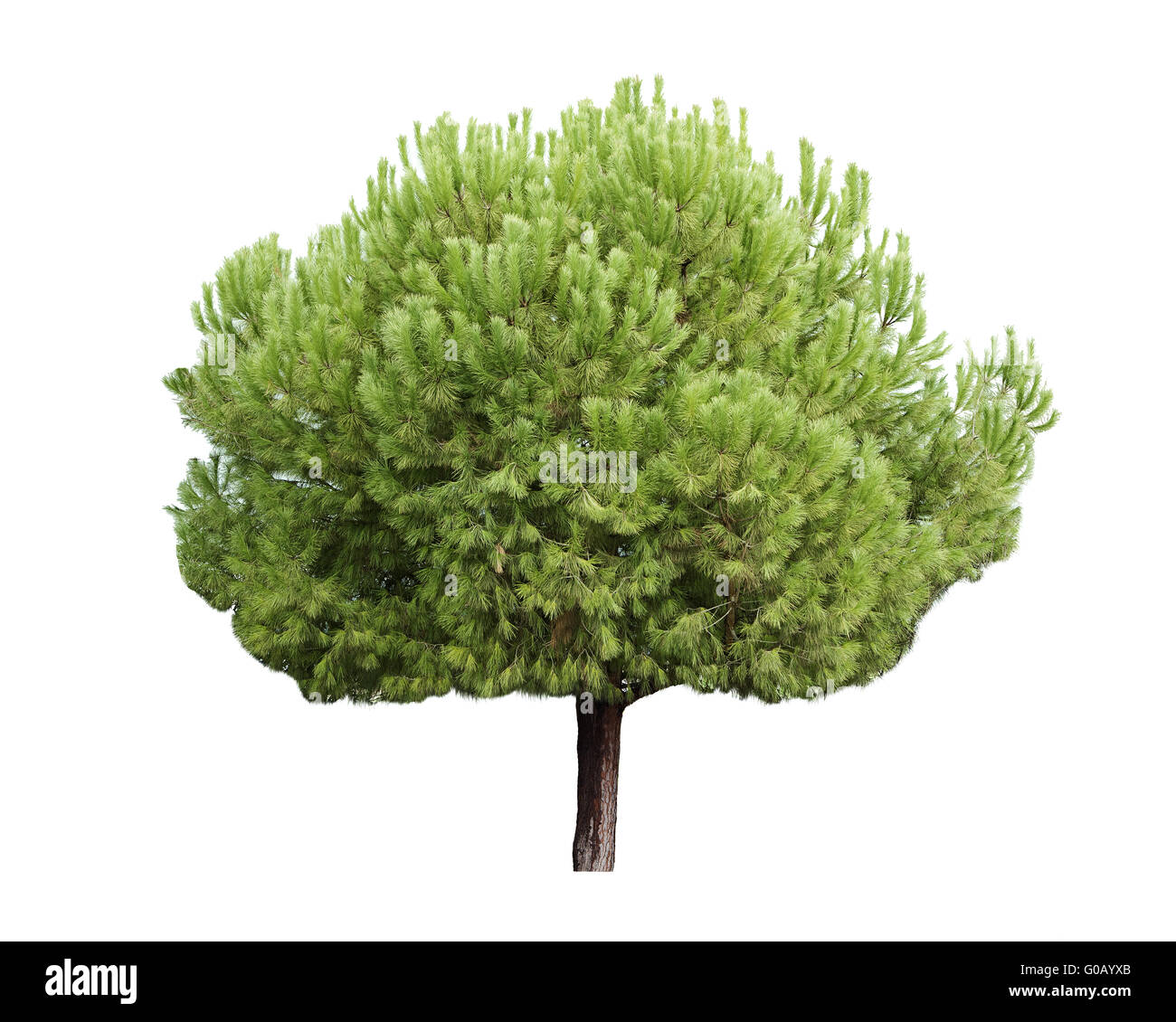 Coniferous tree isolated over white background Stock Photo - Alamy