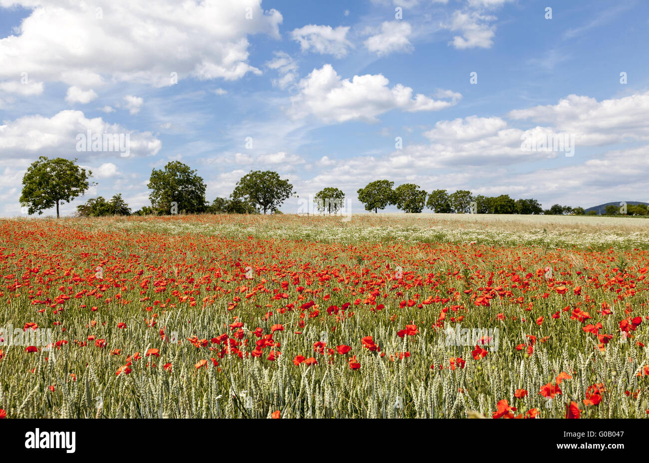 Poppy field with trees in front of clouded sky Stock Photo - Alamy