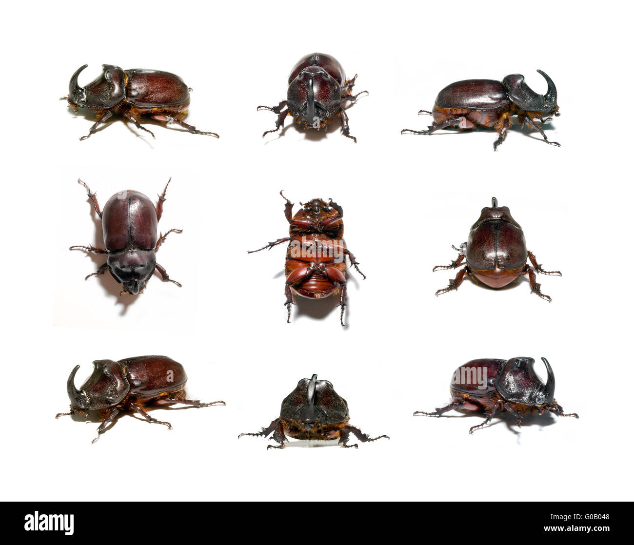 Beetle top view Cut Out Stock Images & Pictures - Alamy