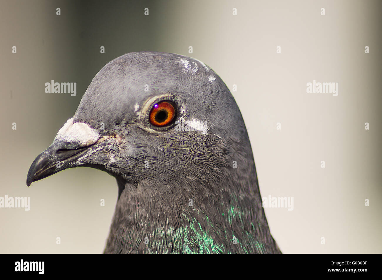 Fly pigeon hi-res stock photography and images - Alamy
