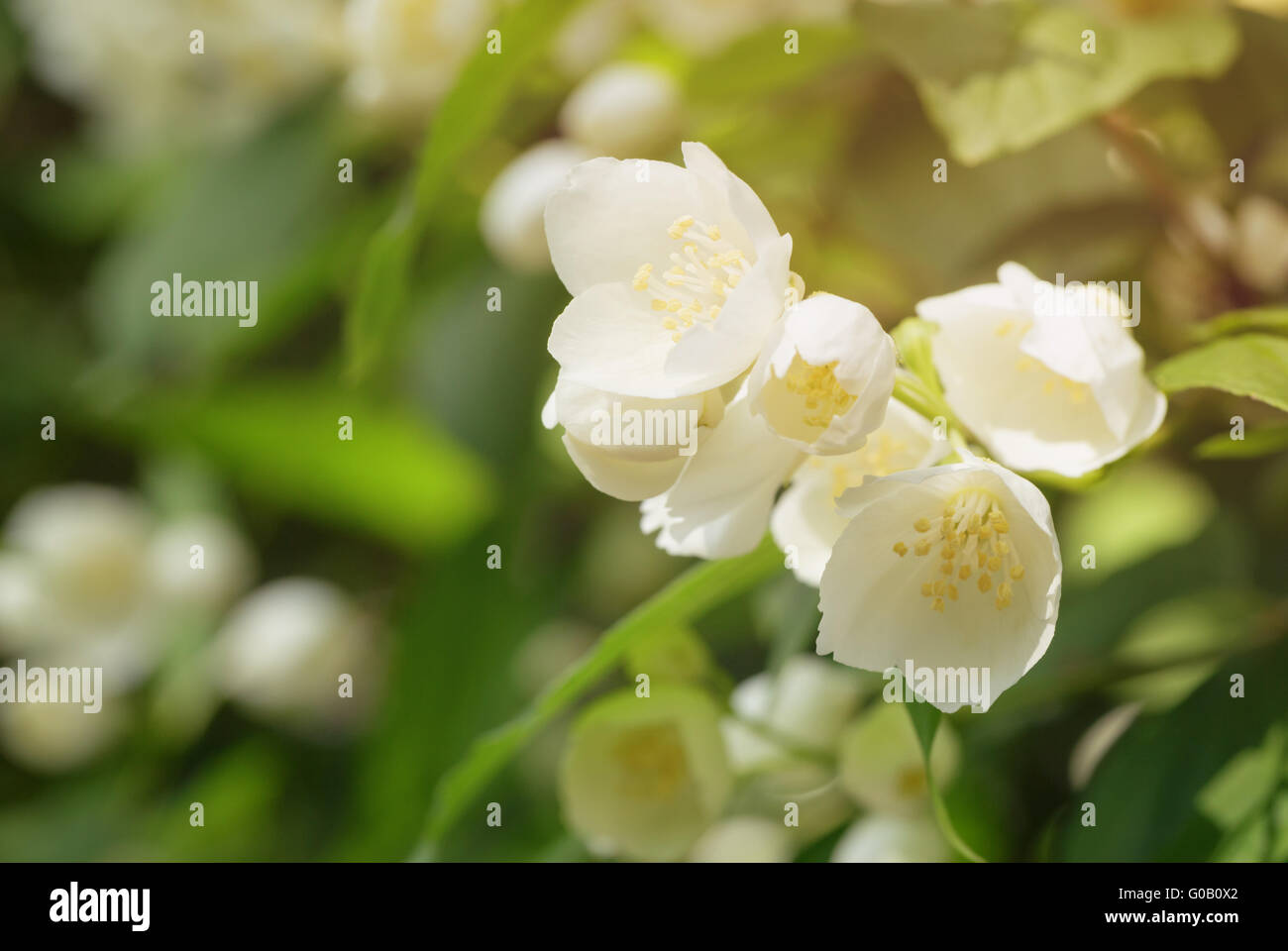 Growing in garden jasmine hi-res stock photography and images - Alamy