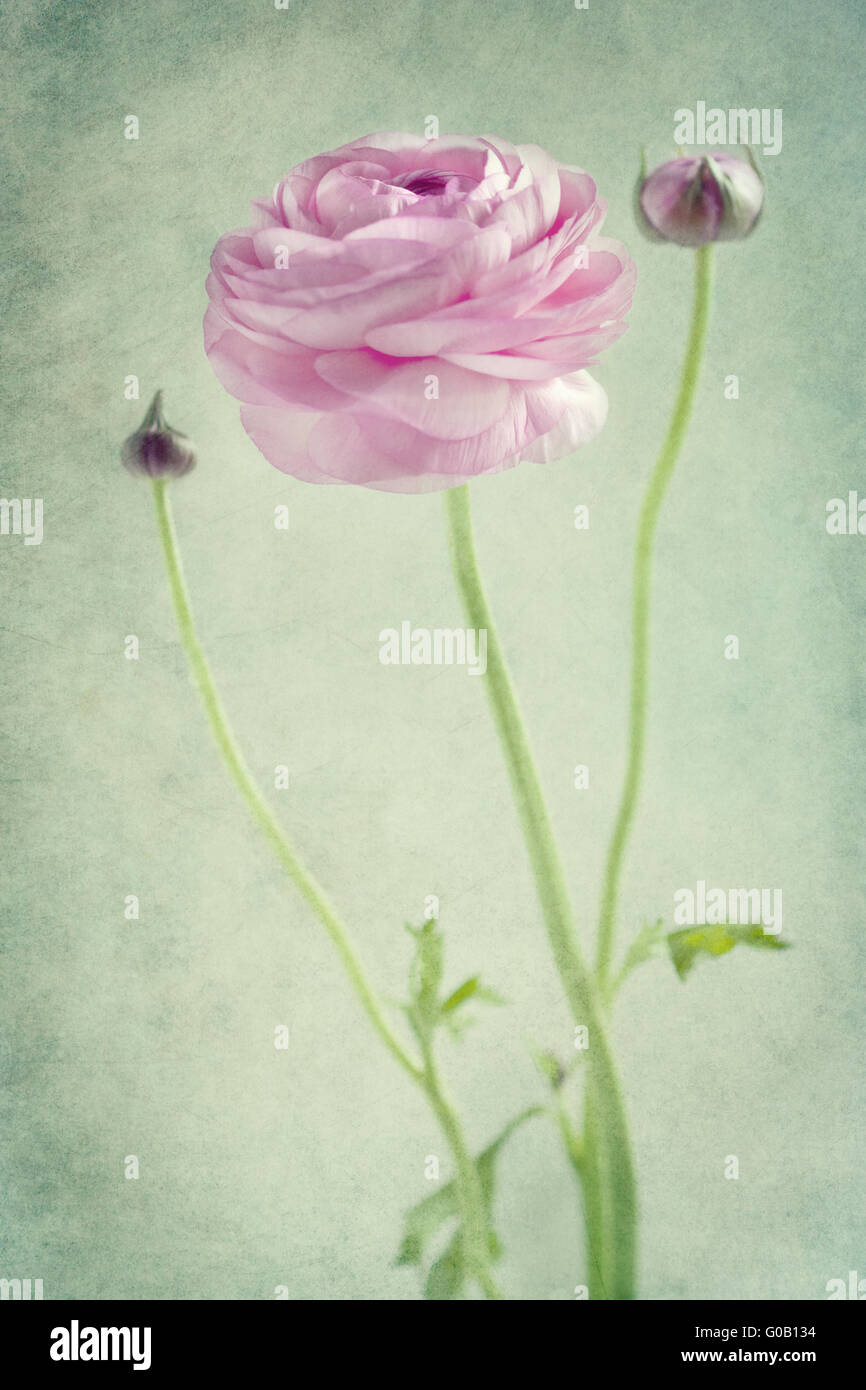 Elegant ranunculus hi-res stock photography and images - Alamy