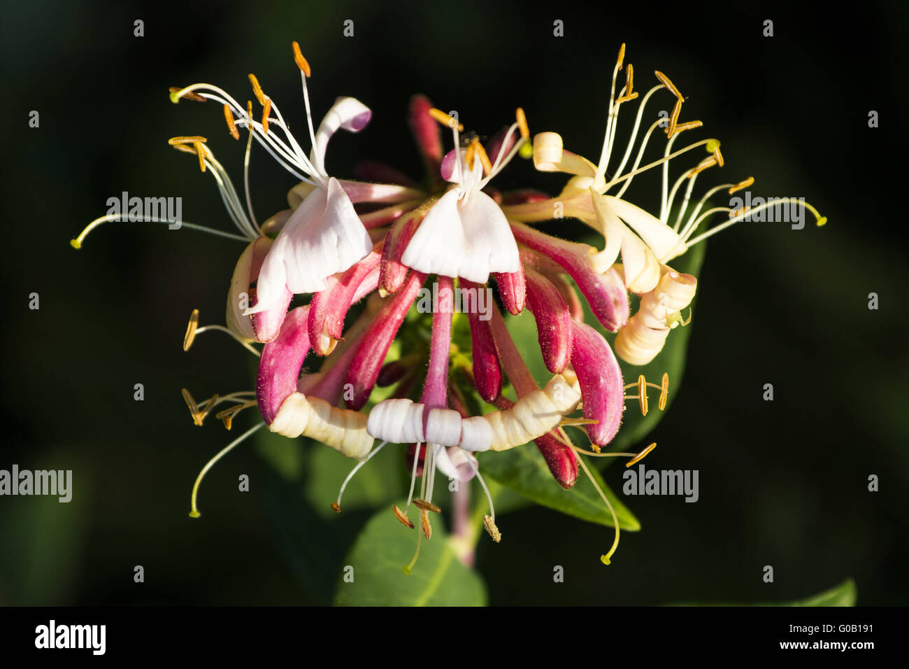Italian Honeysuckle, Perfoliate Honeysuckle Stock Photo - Alamy