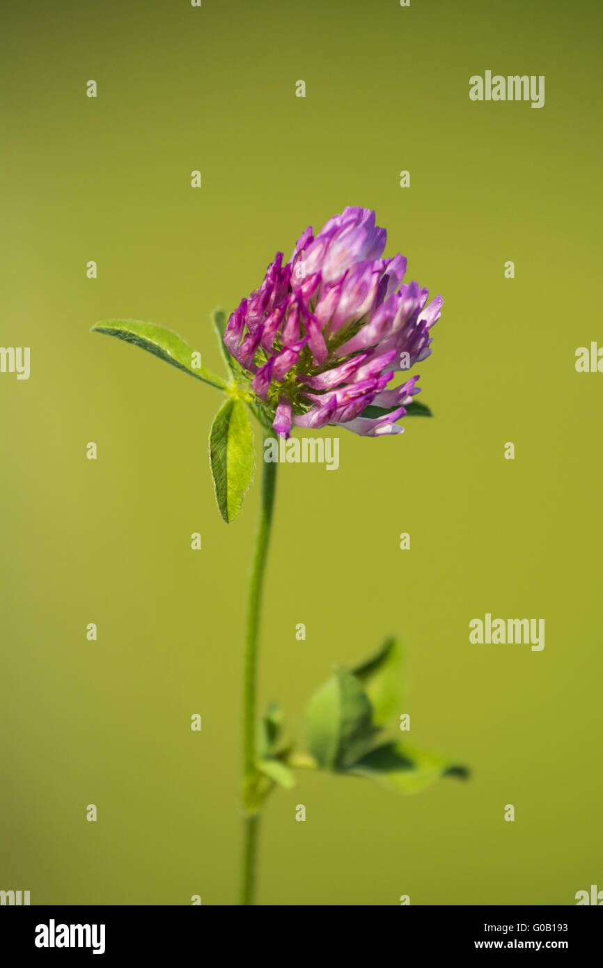 Clover bloom red clover hi-res stock photography and images - Alamy
