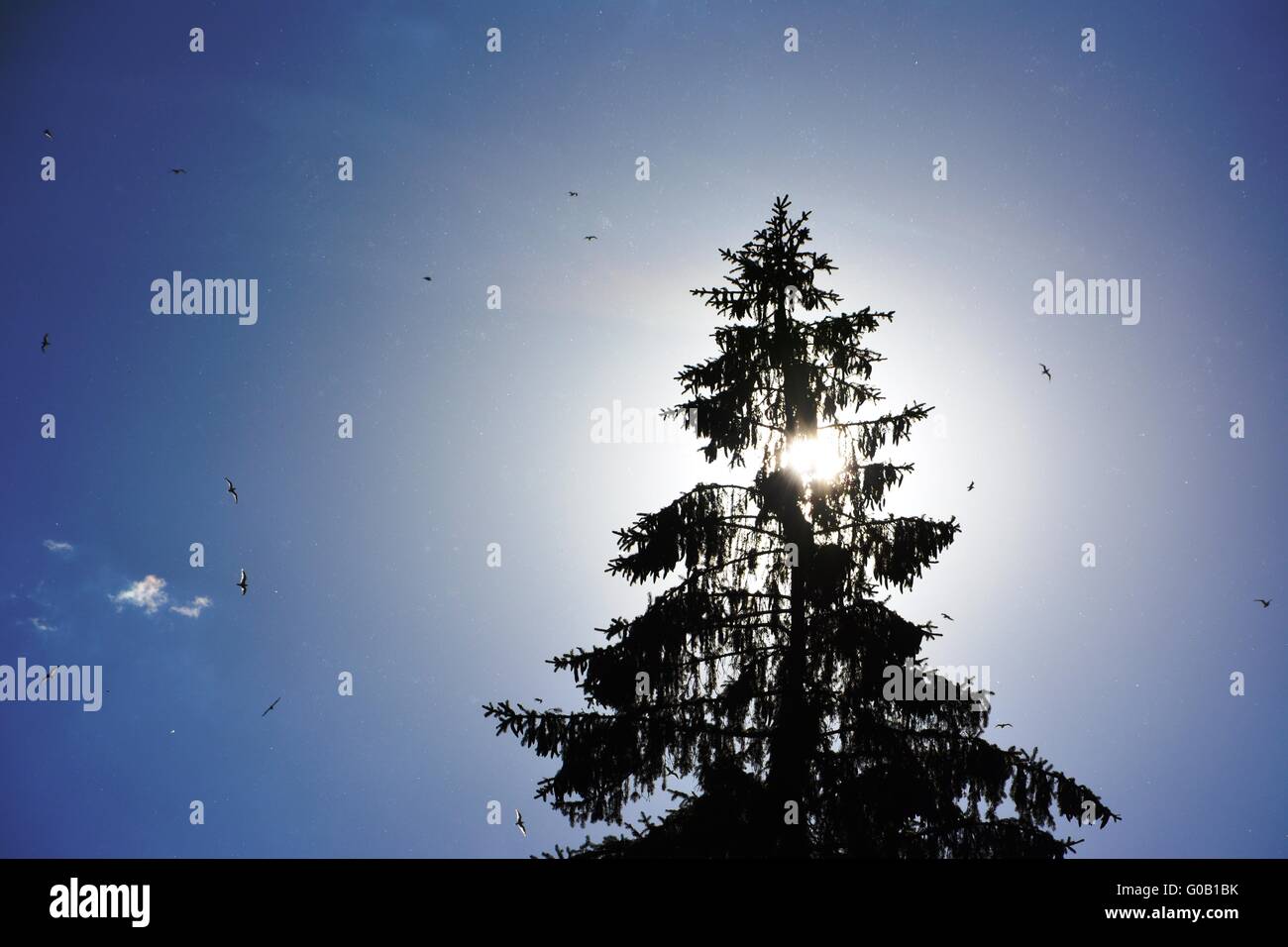 High fir backlit sun against a blue sky Stock Photo - Alamy