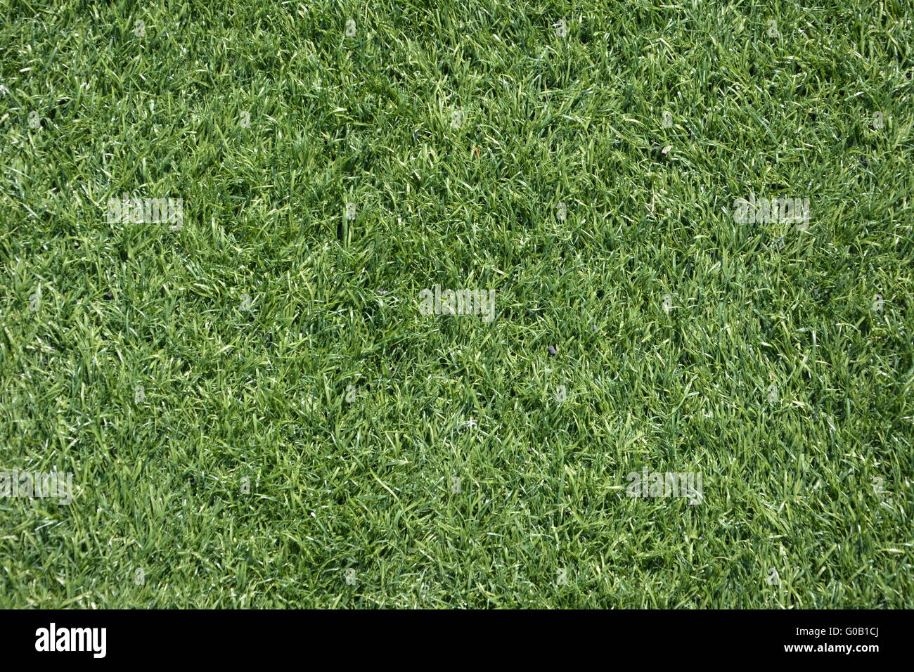 Lawn football (soccer) field. Realistic texture Stock Photo - Alamy