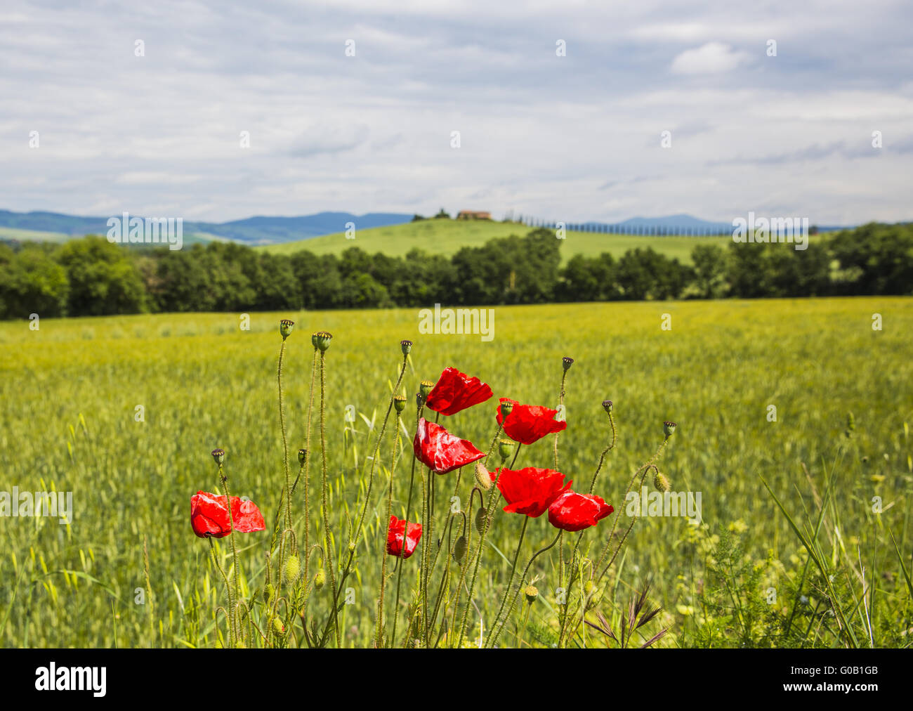 Colors of Spring Stock Photo - Alamy