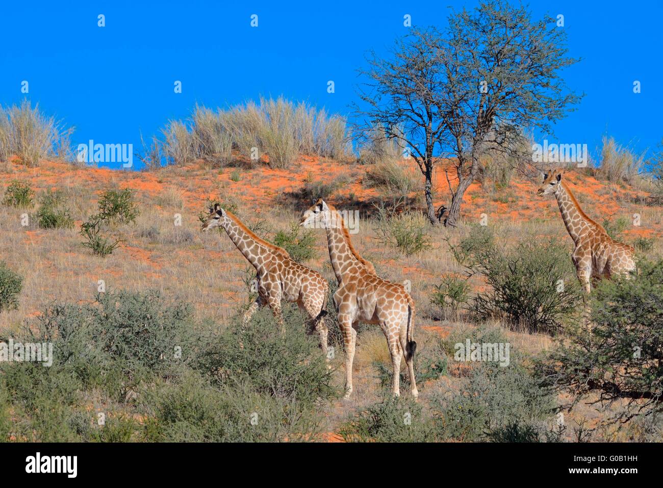 Giraffes (Giraffa camelopardalis), three young on a red sand dune ...