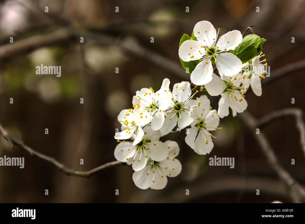 Flowering spring gardens (Blooming Garden Stock Photo - Alamy