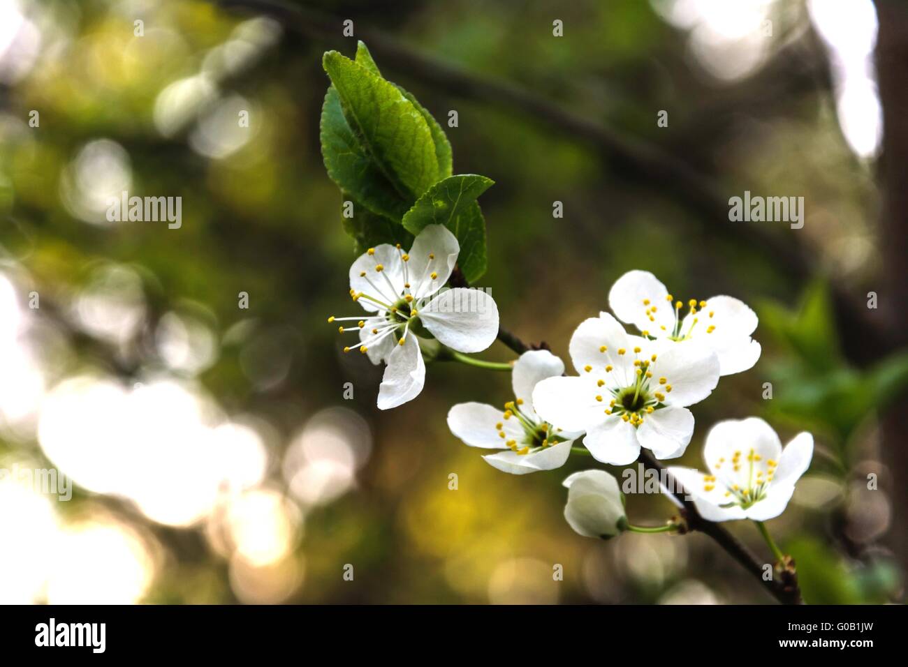 Flowering spring gardens (Blooming Garden Stock Photo - Alamy