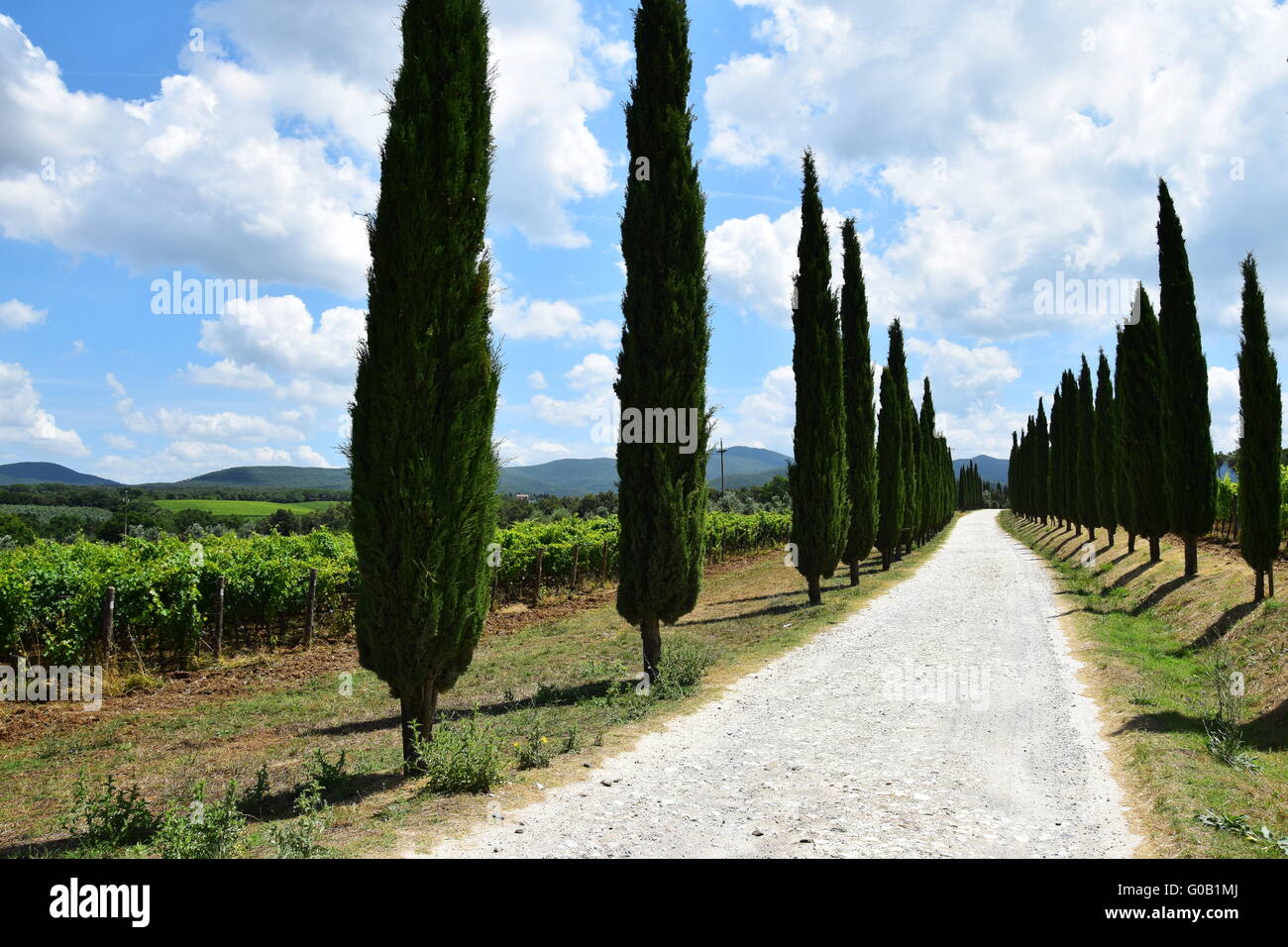 Italian cypress and wine tuscany - Italy Stock Photo - Alamy