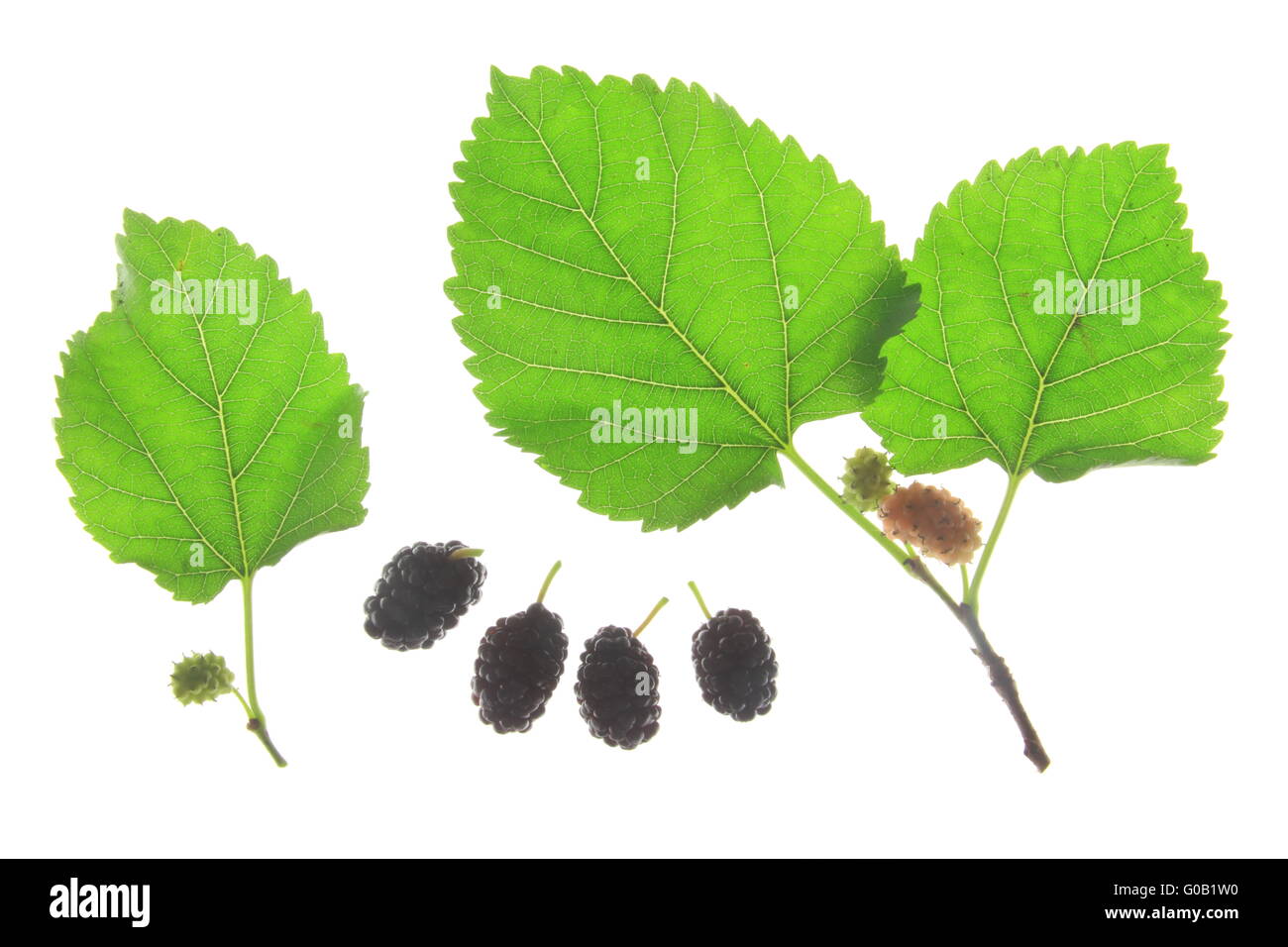 Black mulberry (Morus nigra Stock Photo - Alamy
