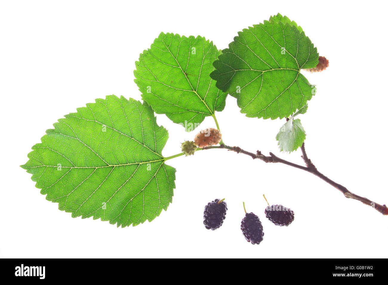 Mulberry leaves Cut Out Stock Images & Pictures - Alamy