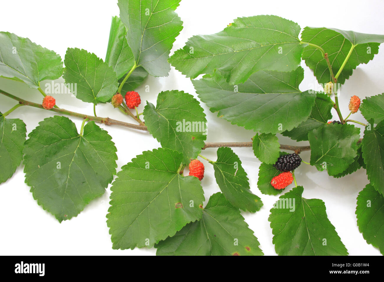 Morus nigra hi-res stock photography and images - Alamy