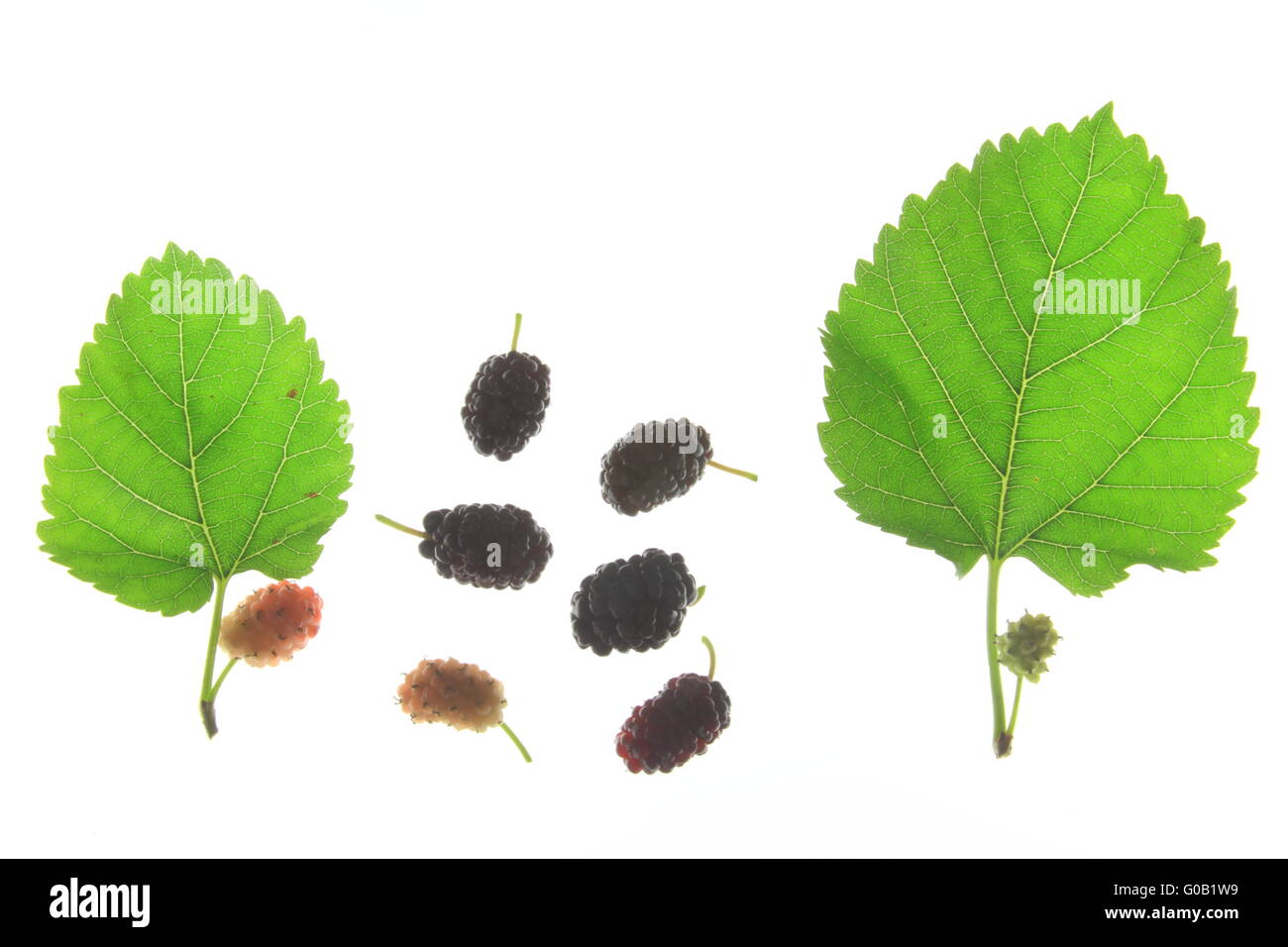 Black mulberry (Morus nigra Stock Photo - Alamy