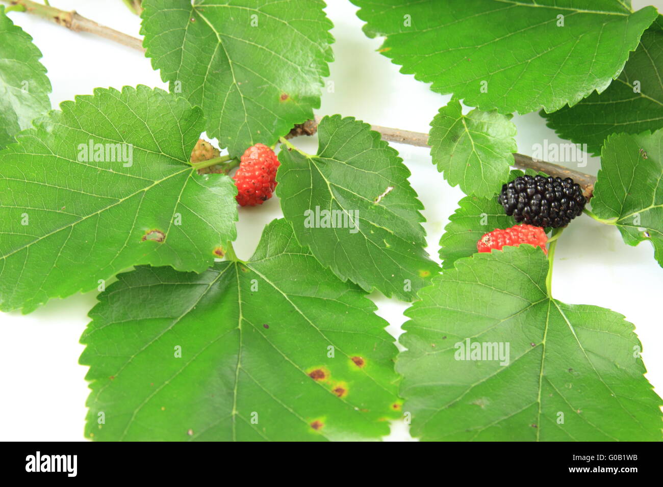 Morus nigra hi-res stock photography and images - Alamy