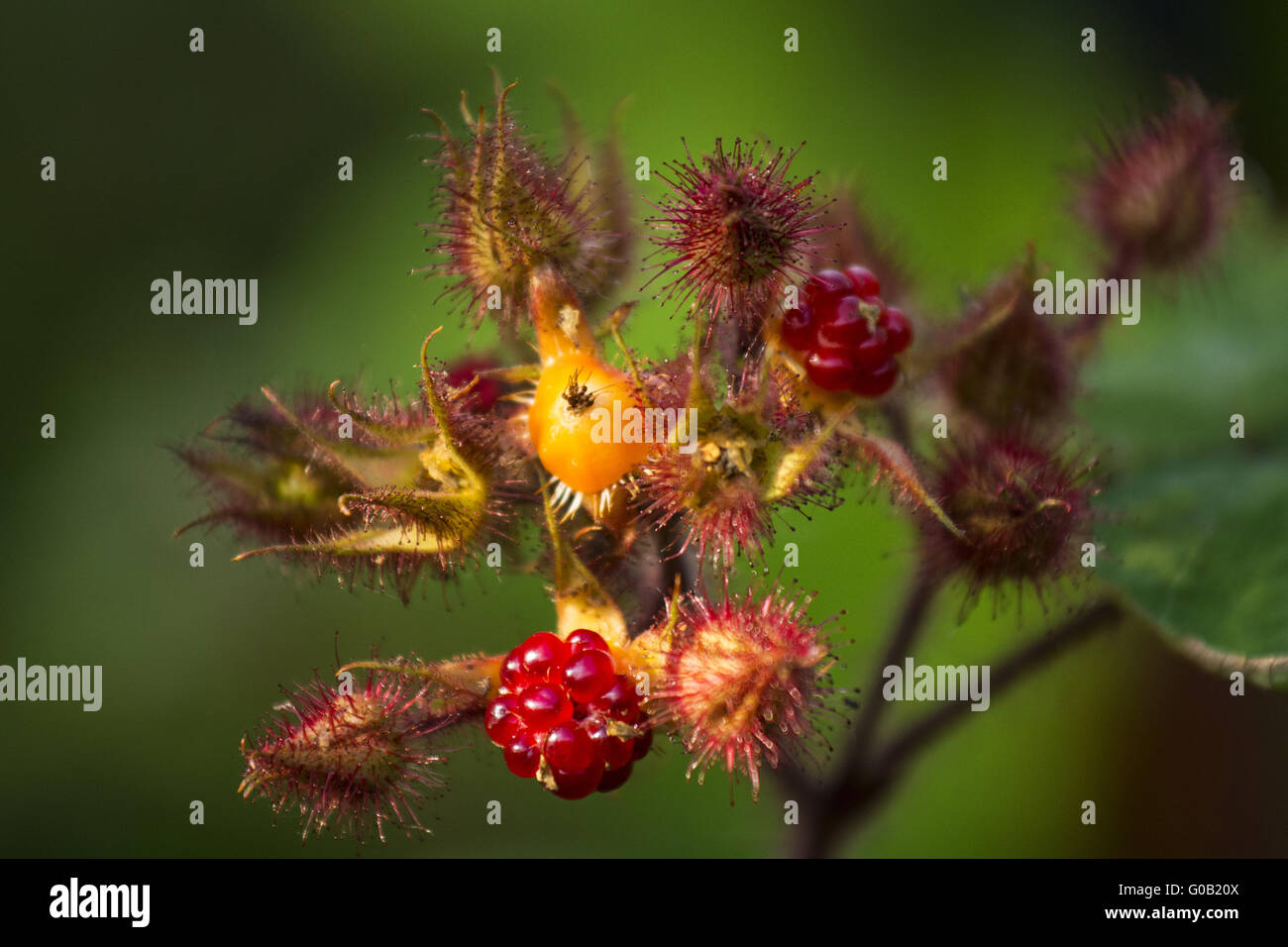 Japanese Wine Berry, Special Raspberry Stock Photo - Alamy