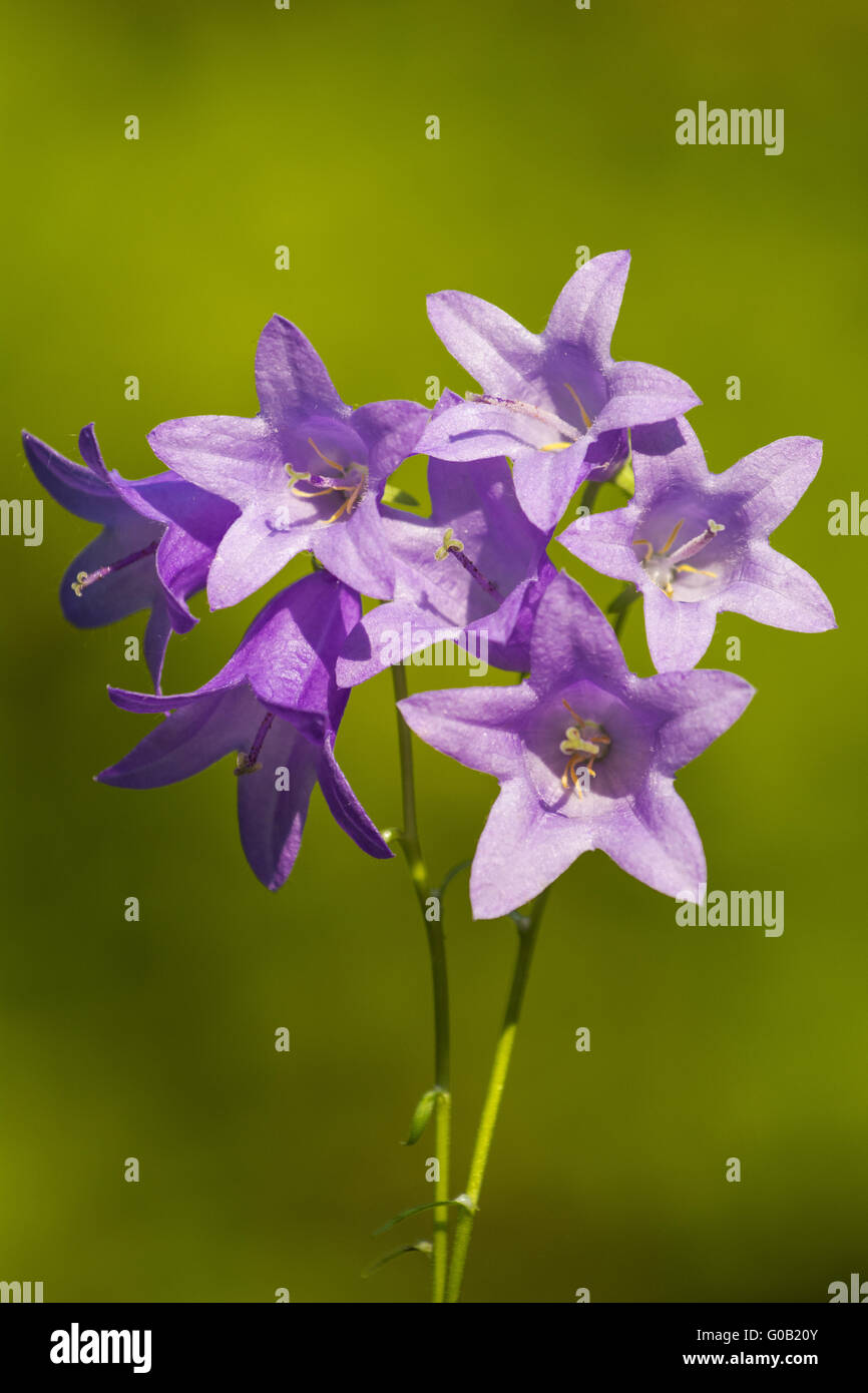 Garden harebell hi-res stock photography and images - Alamy