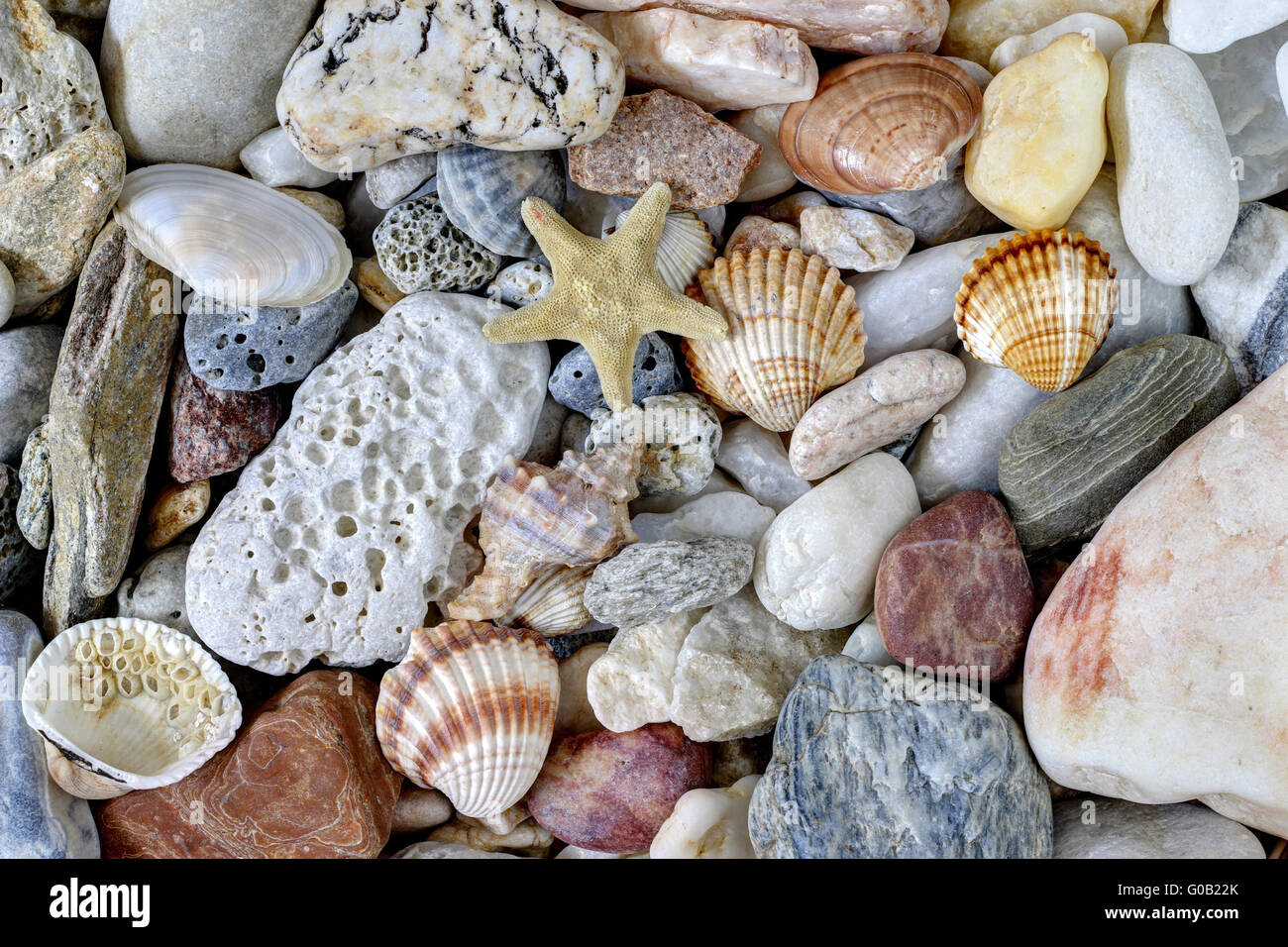 Stone starfish hi-res stock photography and images - Alamy