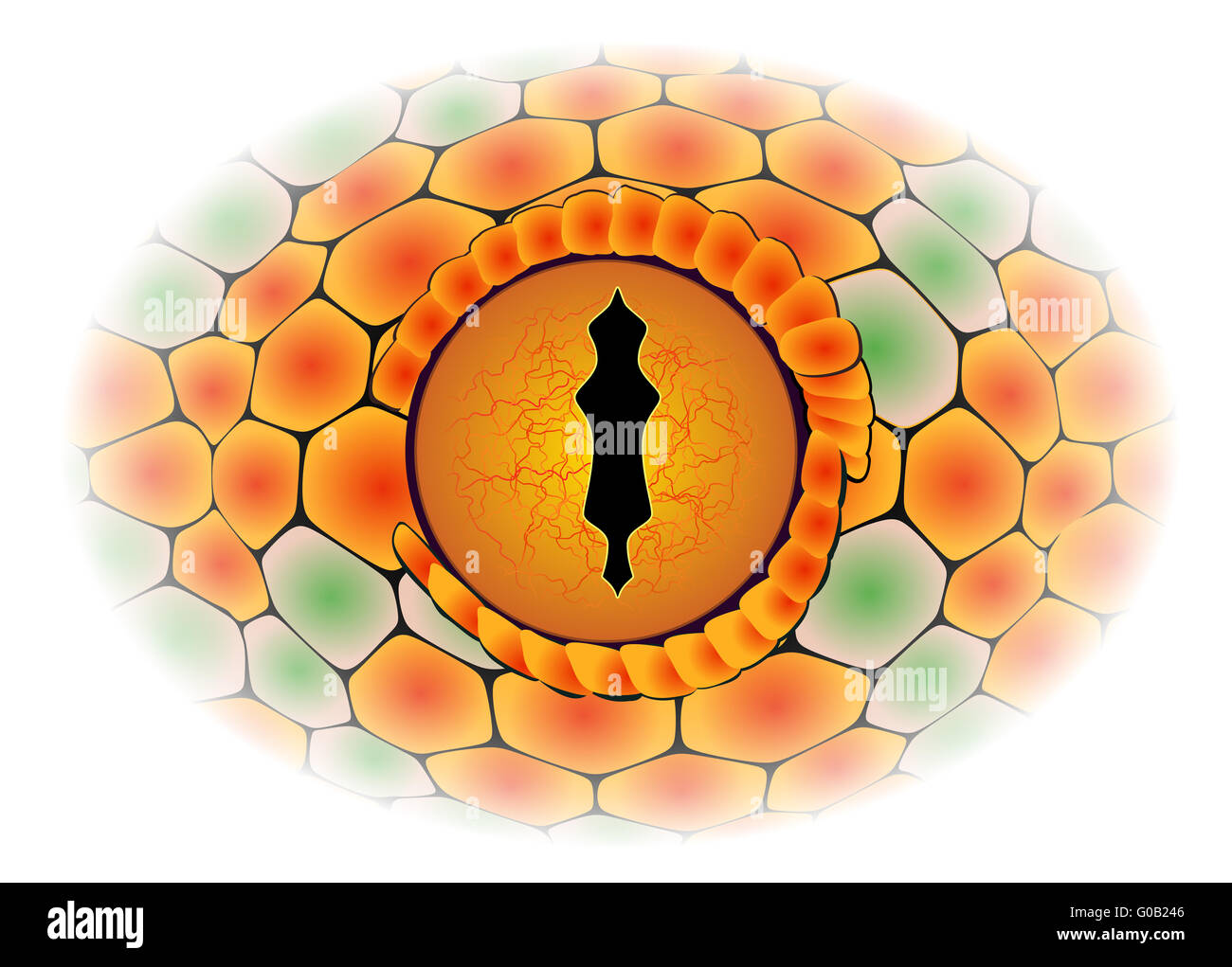 Snake eye - detail Stock Photo - Alamy