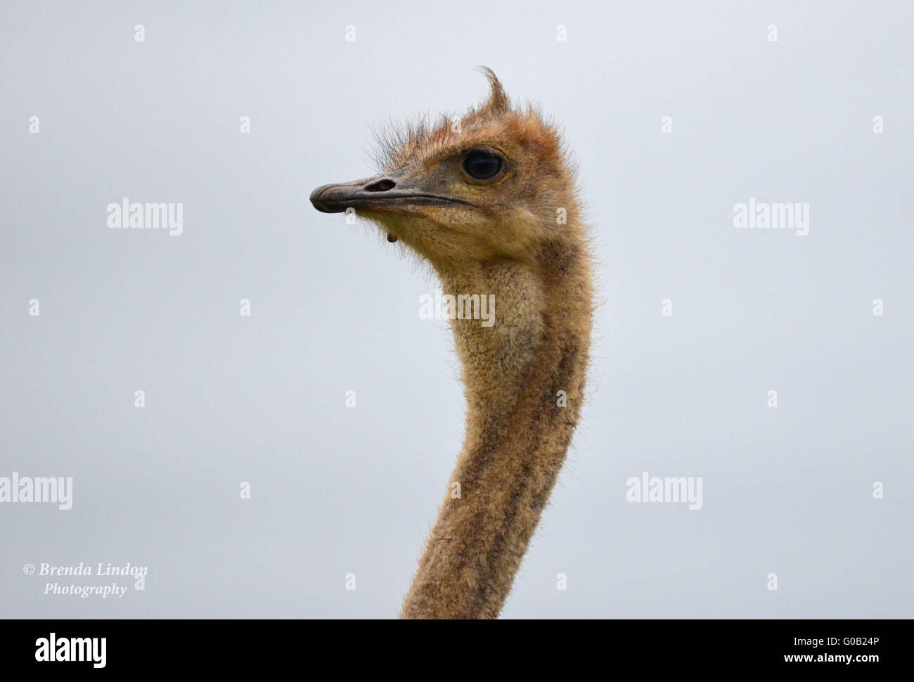 Female ostrich neck and head Stock Photo - Alamy